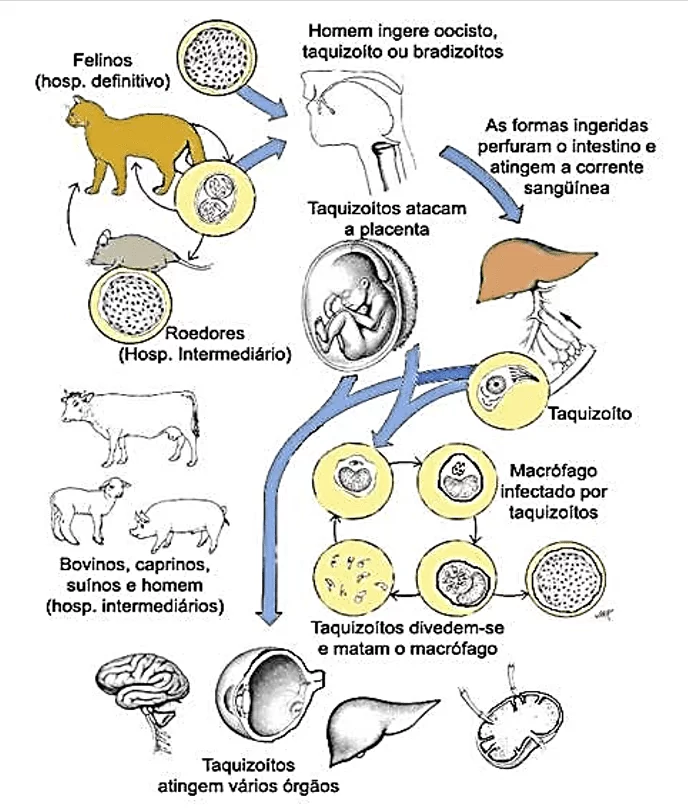 Ciclo De Vida Do Toxoplasma Gondii